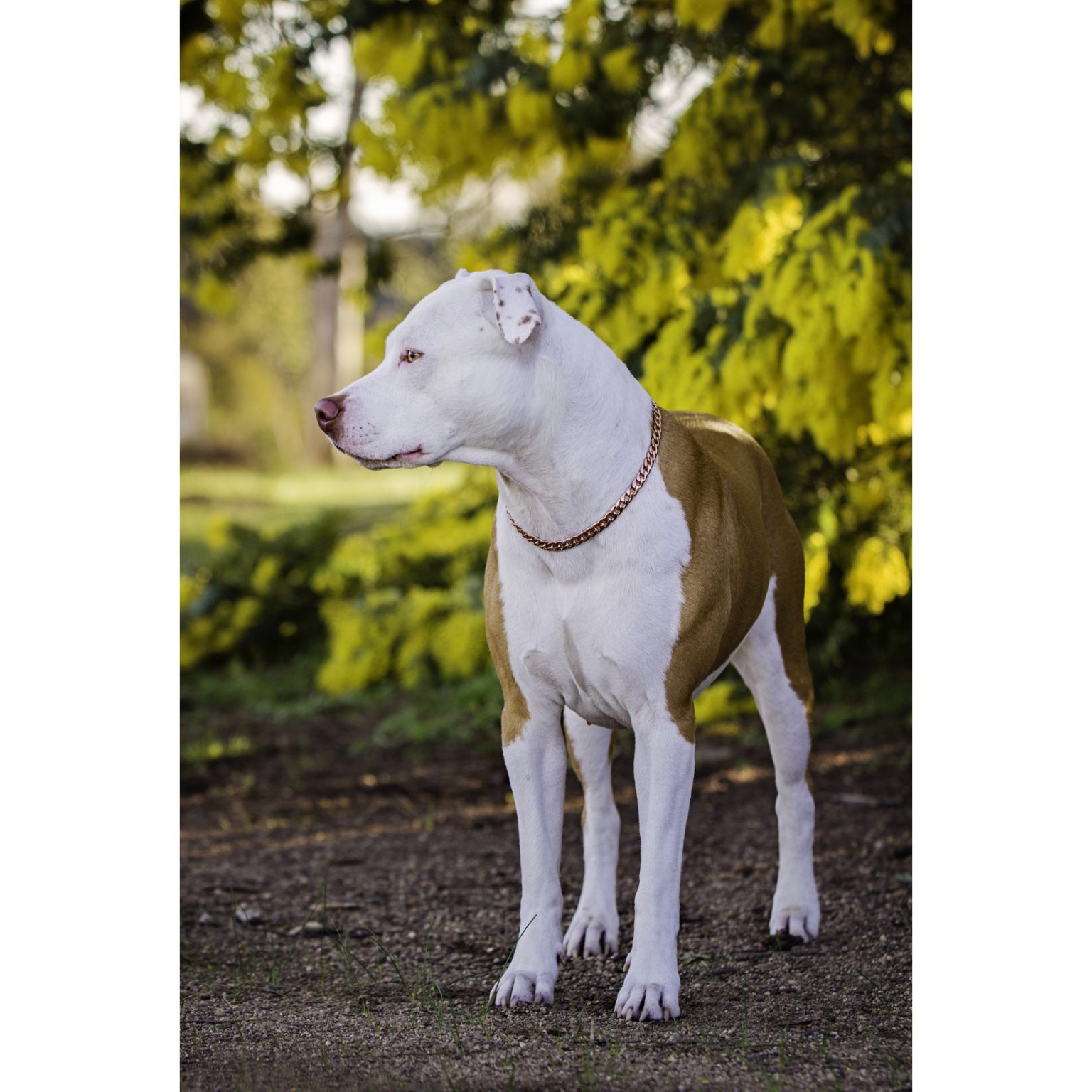 Dog Copper Collars & Pet Supplies Australia | KB Copper Collars