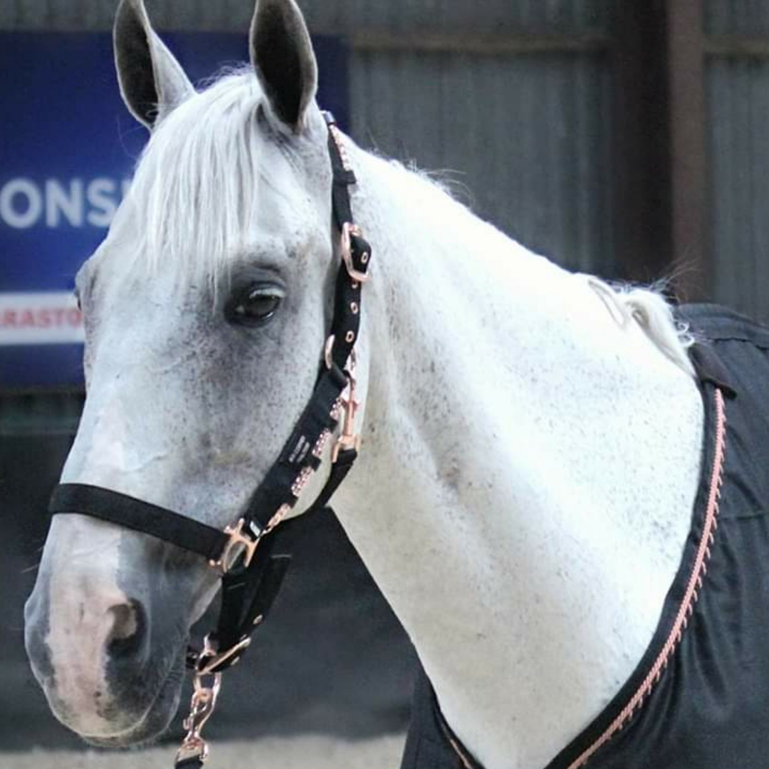 Dog Copper Collars & Pet Supplies Australia | KB Copper Collars