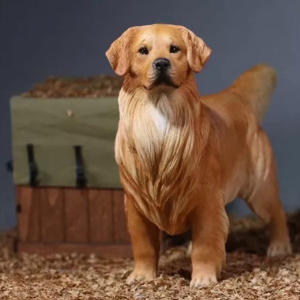 Golden Retriever - Gold - KB Copper Collars Australia